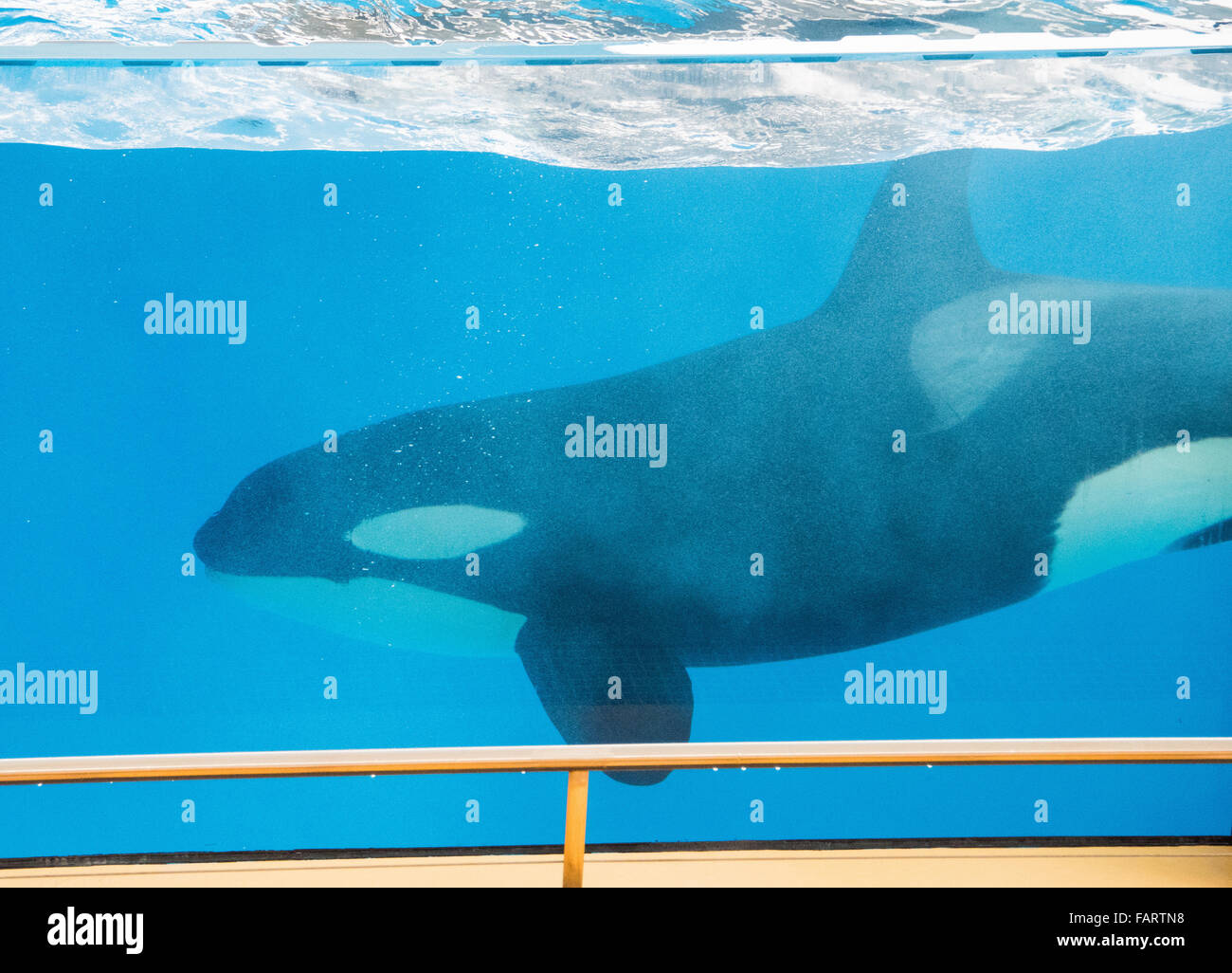 A killer whale, also known as orca, pictured during a killer whale show ...