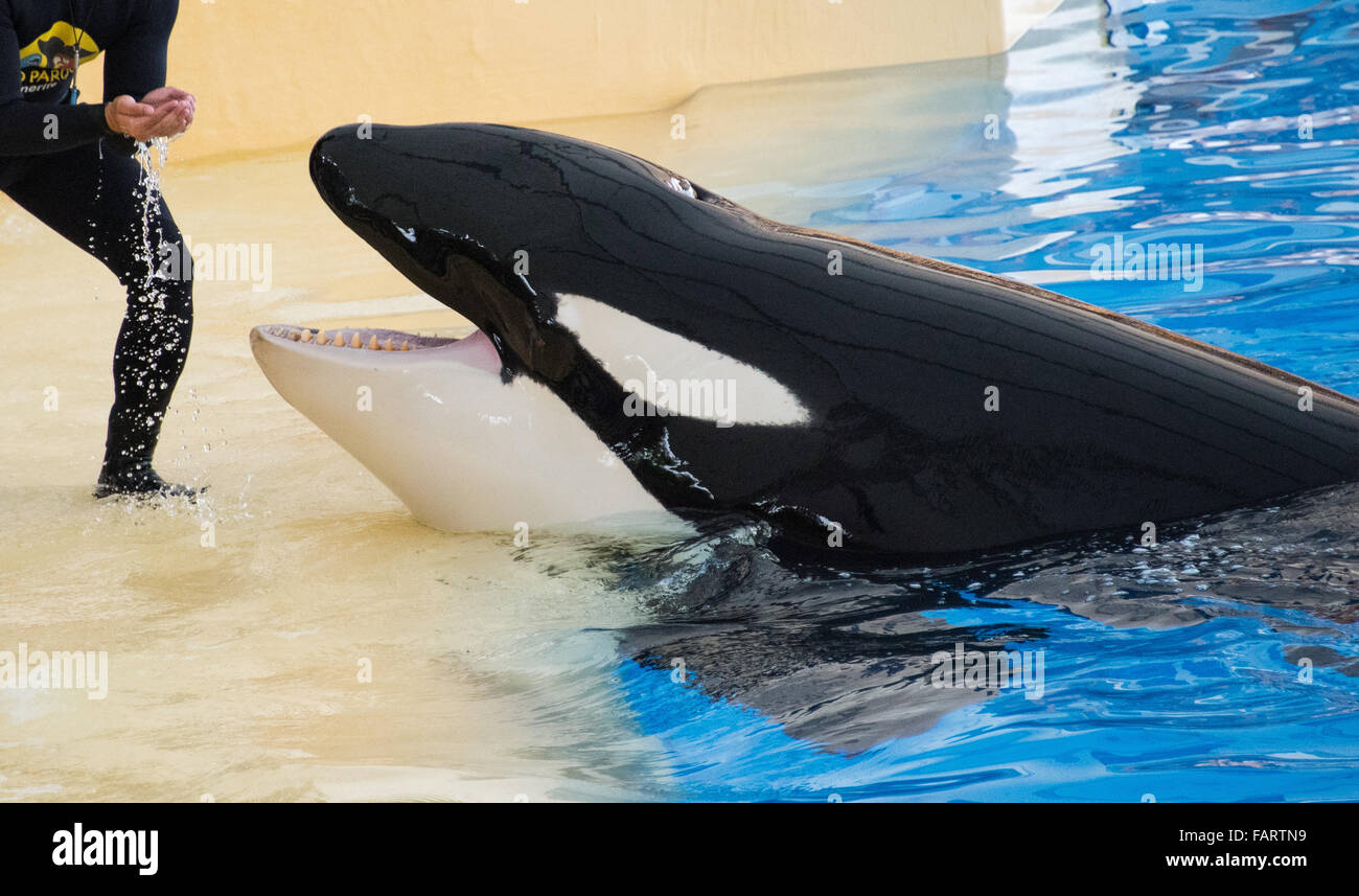 A killer whale, also known as orca, pictured during a killer whale show ...