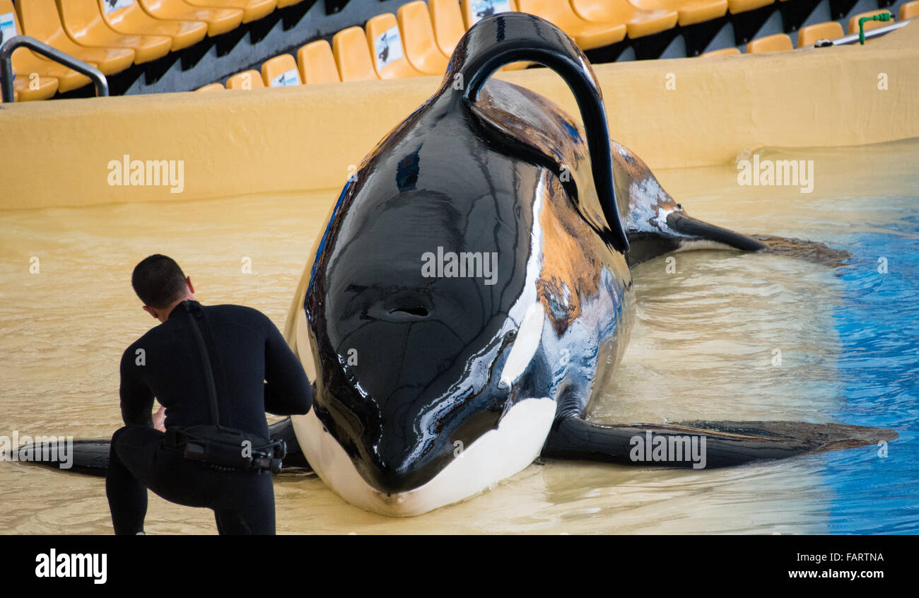 A killer whale, also known as orca, pictured during a killer whale show ...