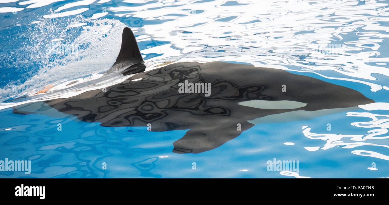 A killer whale, also known as orca, pictured during a killer whale show ...