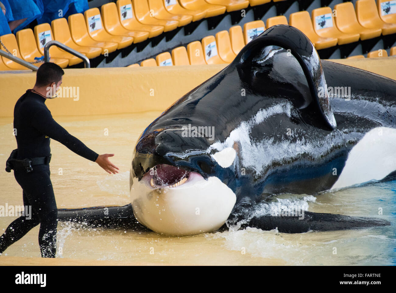 A killer whale, also known as orca, pictured during a killer whale show ...