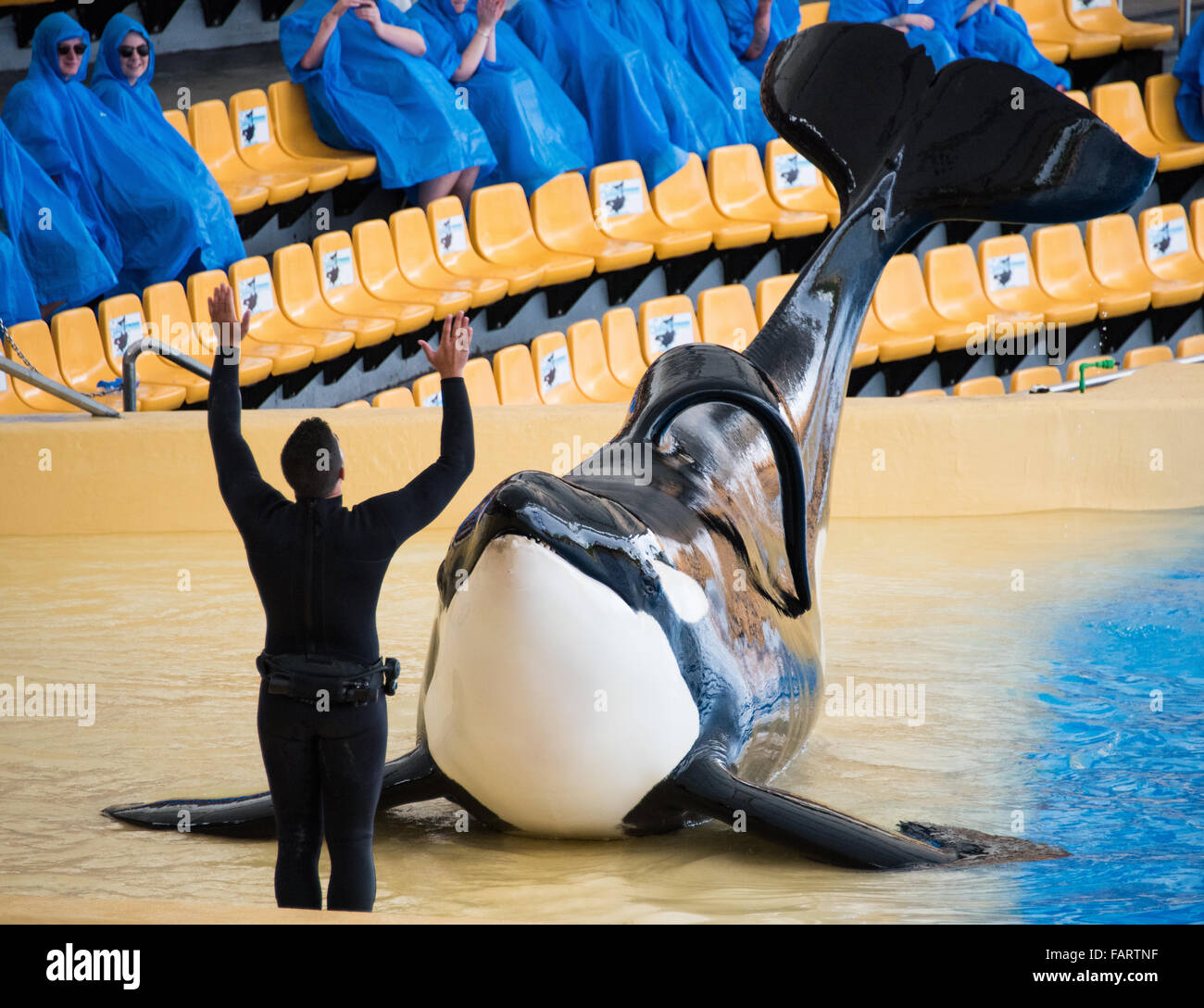 A killer whale, also known as orca, pictured during a killer whale show ...