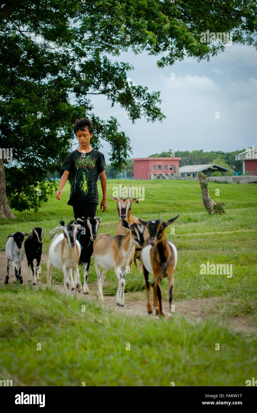 Indonesian goat hi-res stock photography and images - Alamy