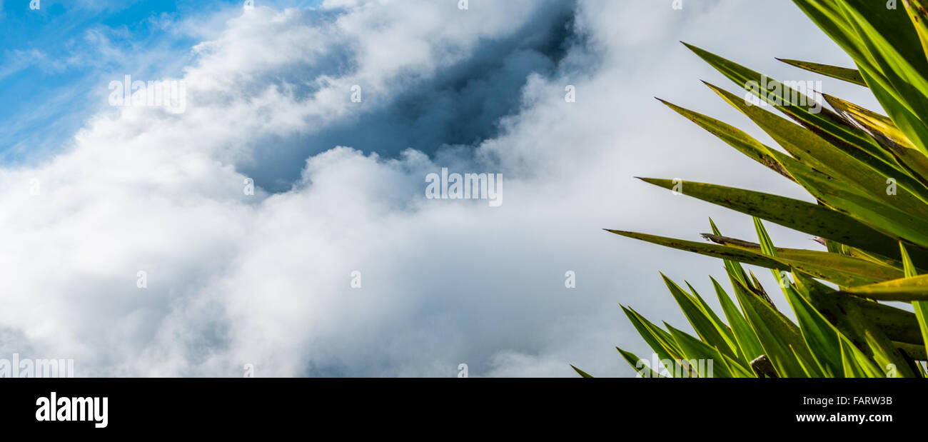 Green exotic palm tree plant above clouds up in the mountain of cape ...