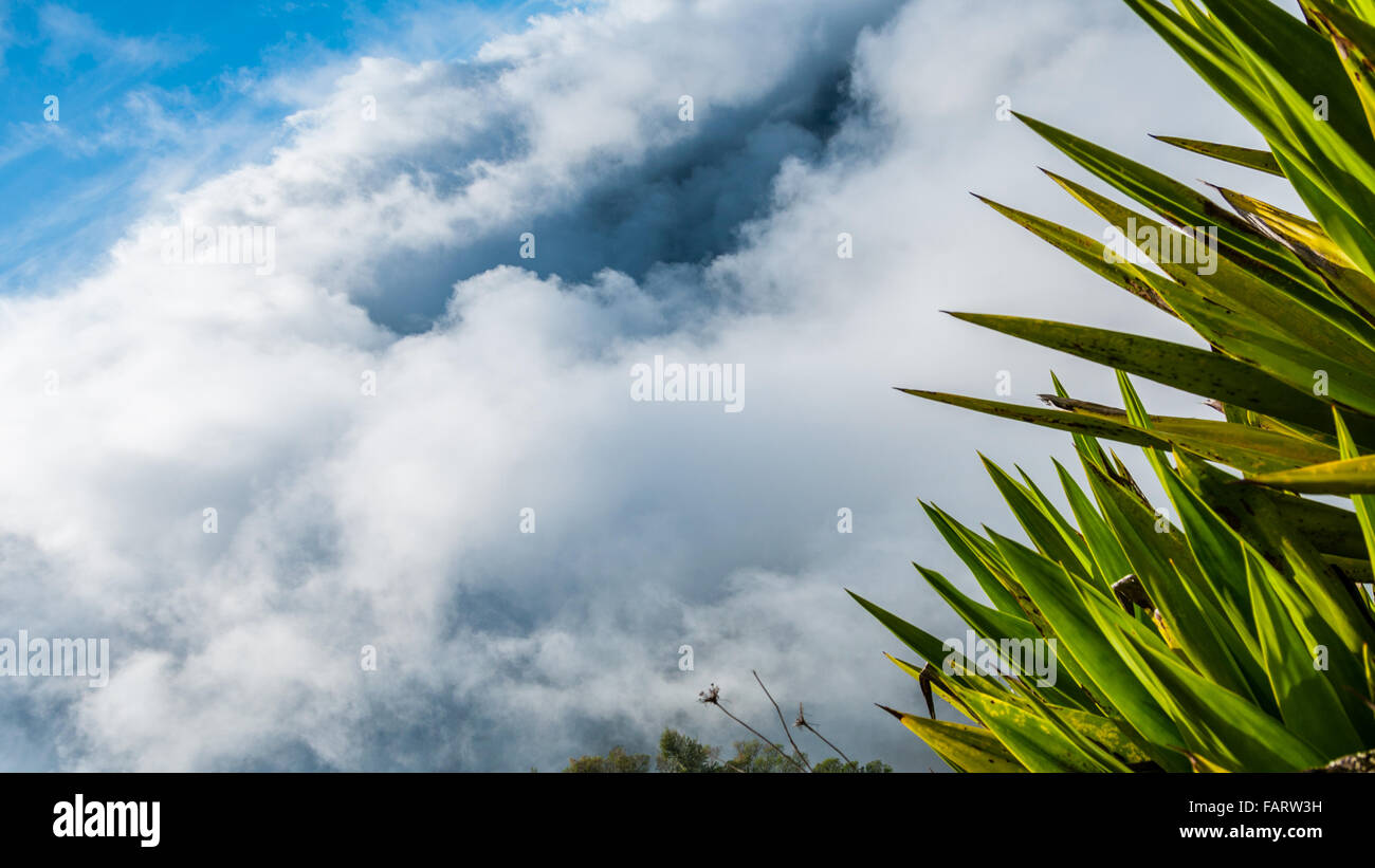 Green exotic palm tree plant above clouds up in the mountain of cape ...
