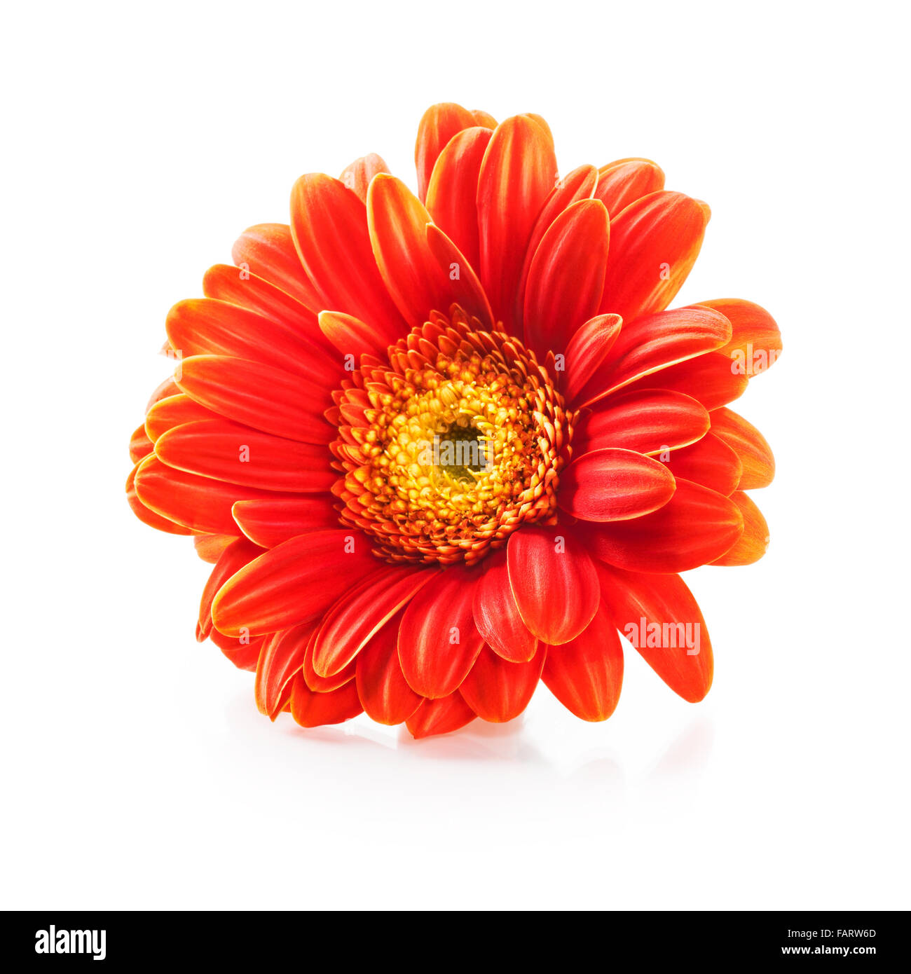 Gerbera daisy flower head isolated on white background. Design element ...