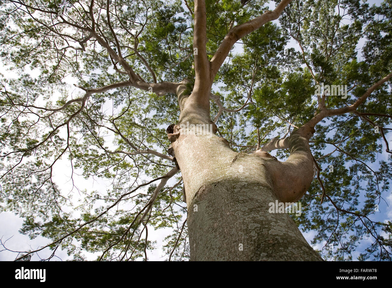 A large tree and green leaves Stock Photo - Alamy