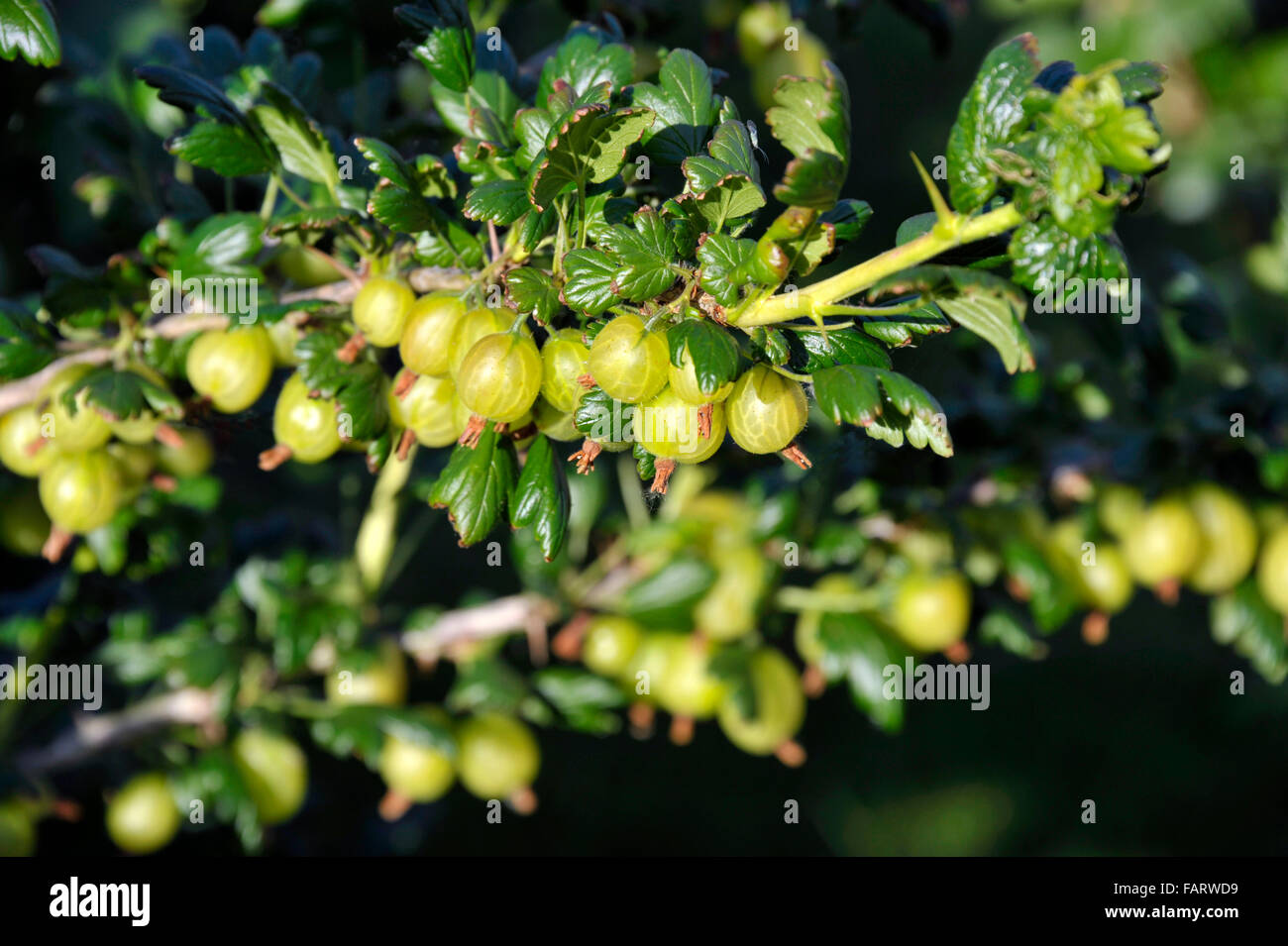 Variety of gooseberry hi-res stock photography and images - Alamy