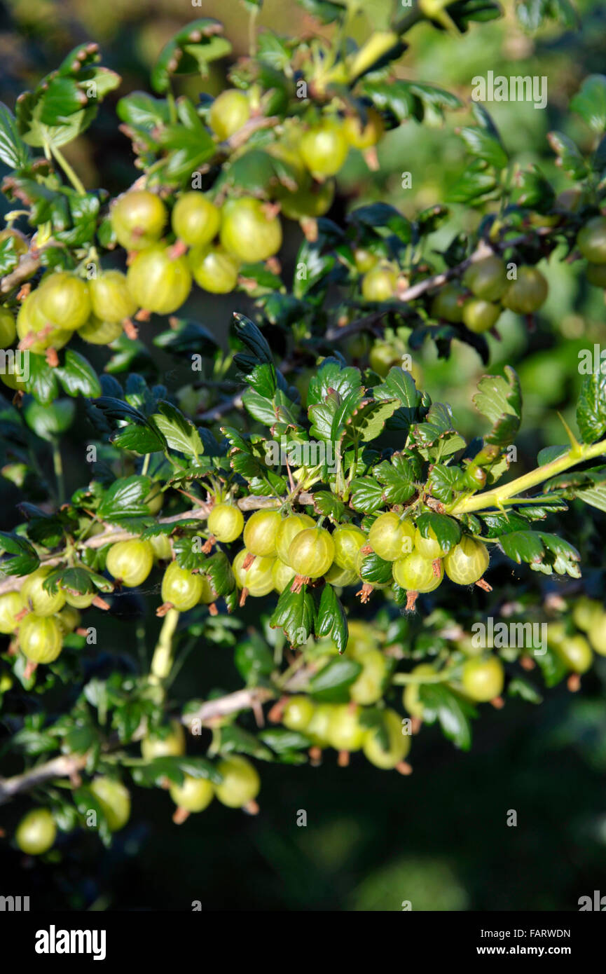 Fruit goosegogs hi-res stock photography and images - Alamy