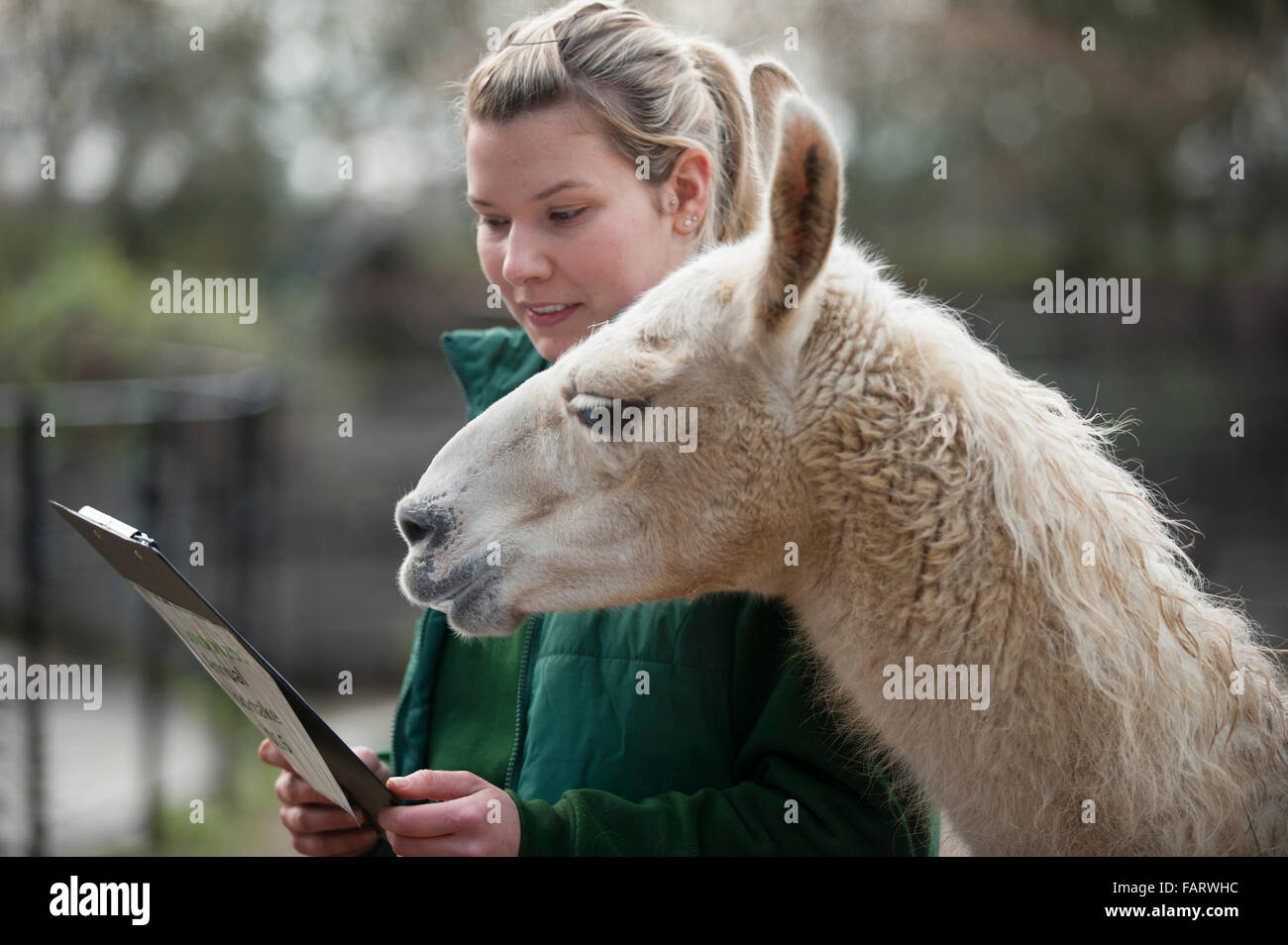 Annual count of animals hi-res stock photography and images - Alamy