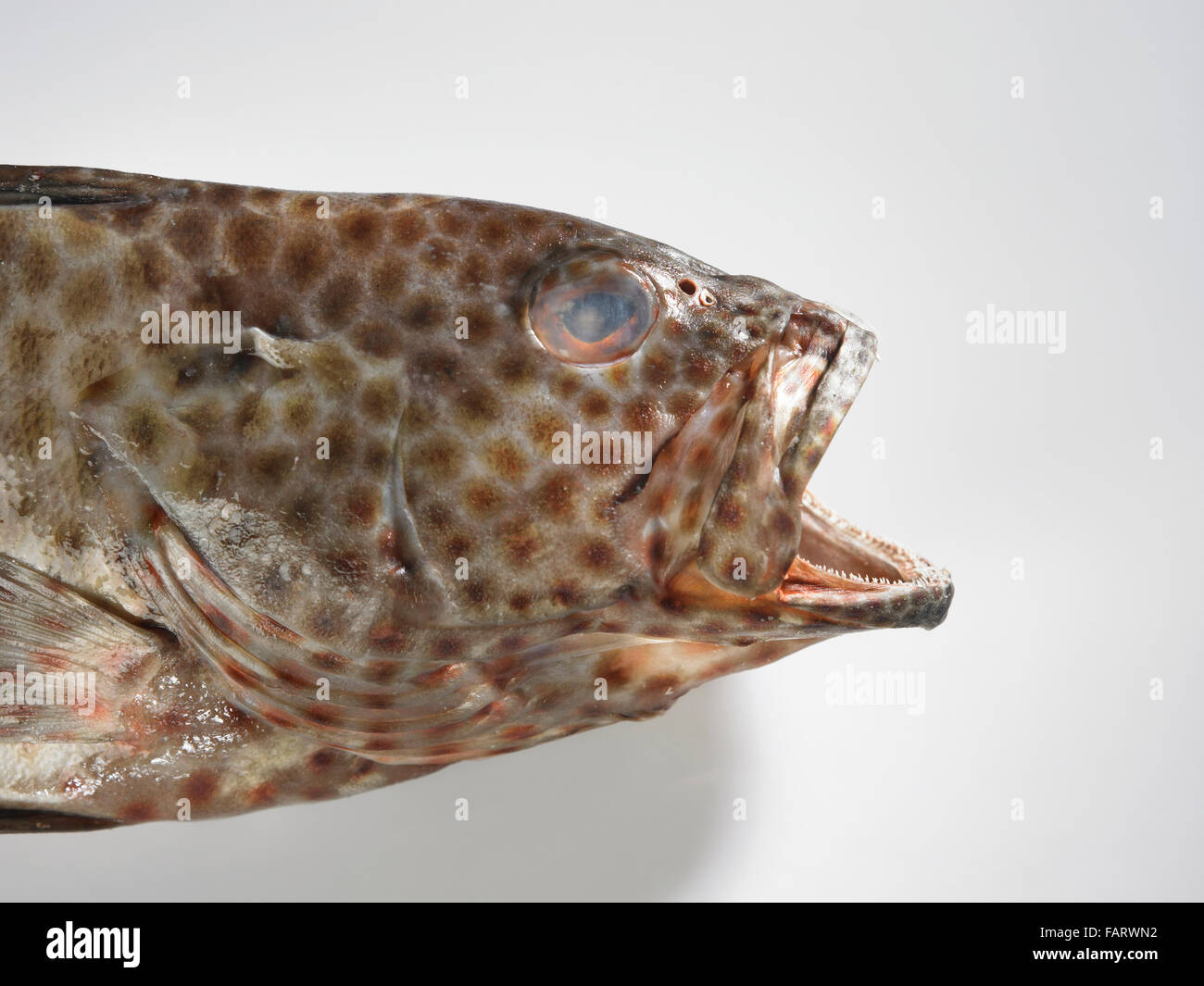 Trout fish isolated over plain background Stock Photo - Alamy