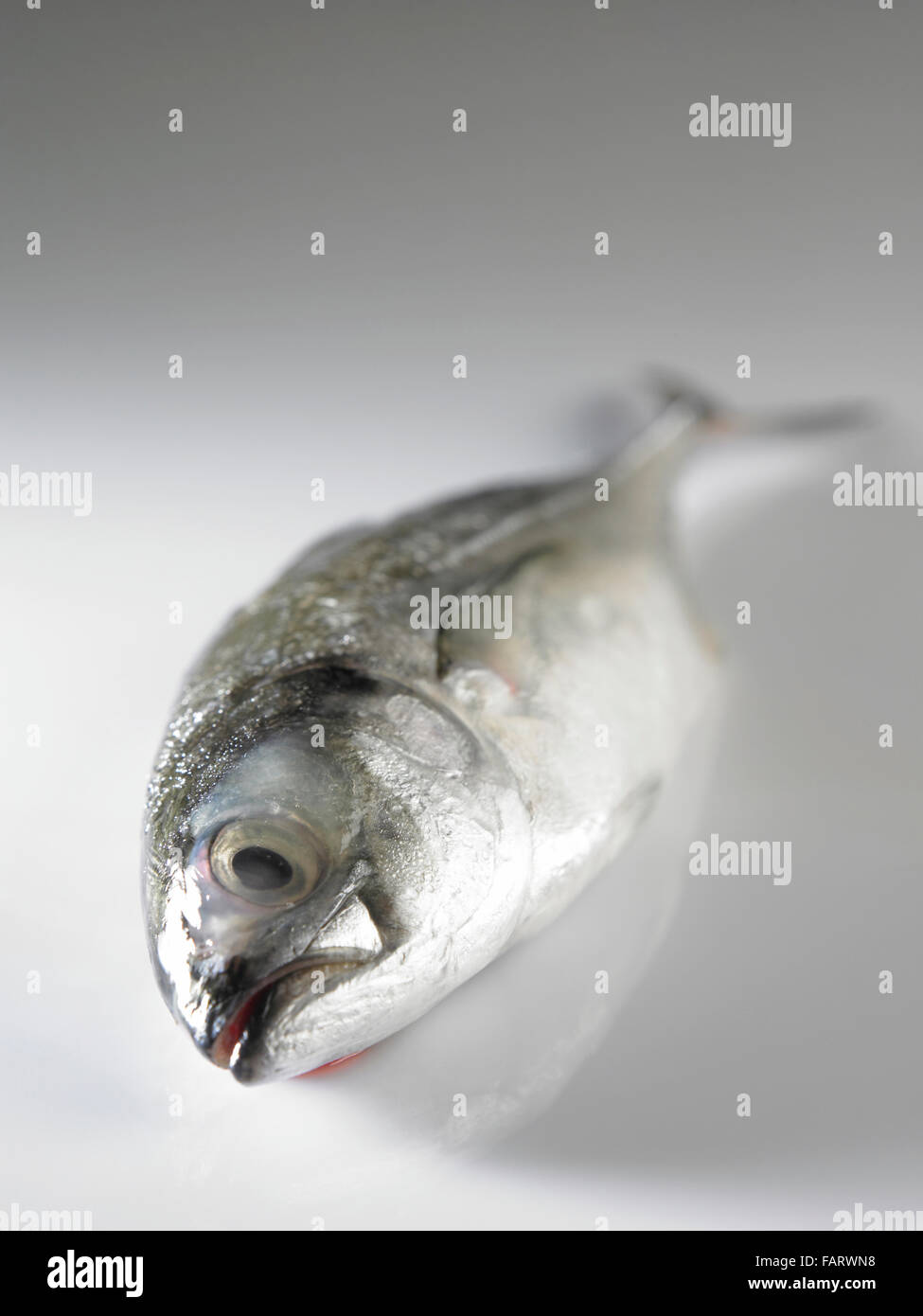 whole fish, isolated on plain background Stock Photo - Alamy
