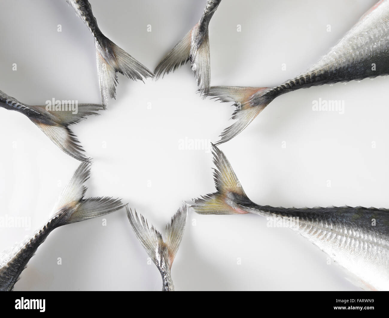 Plain bonito hi-res stock photography and images - Alamy