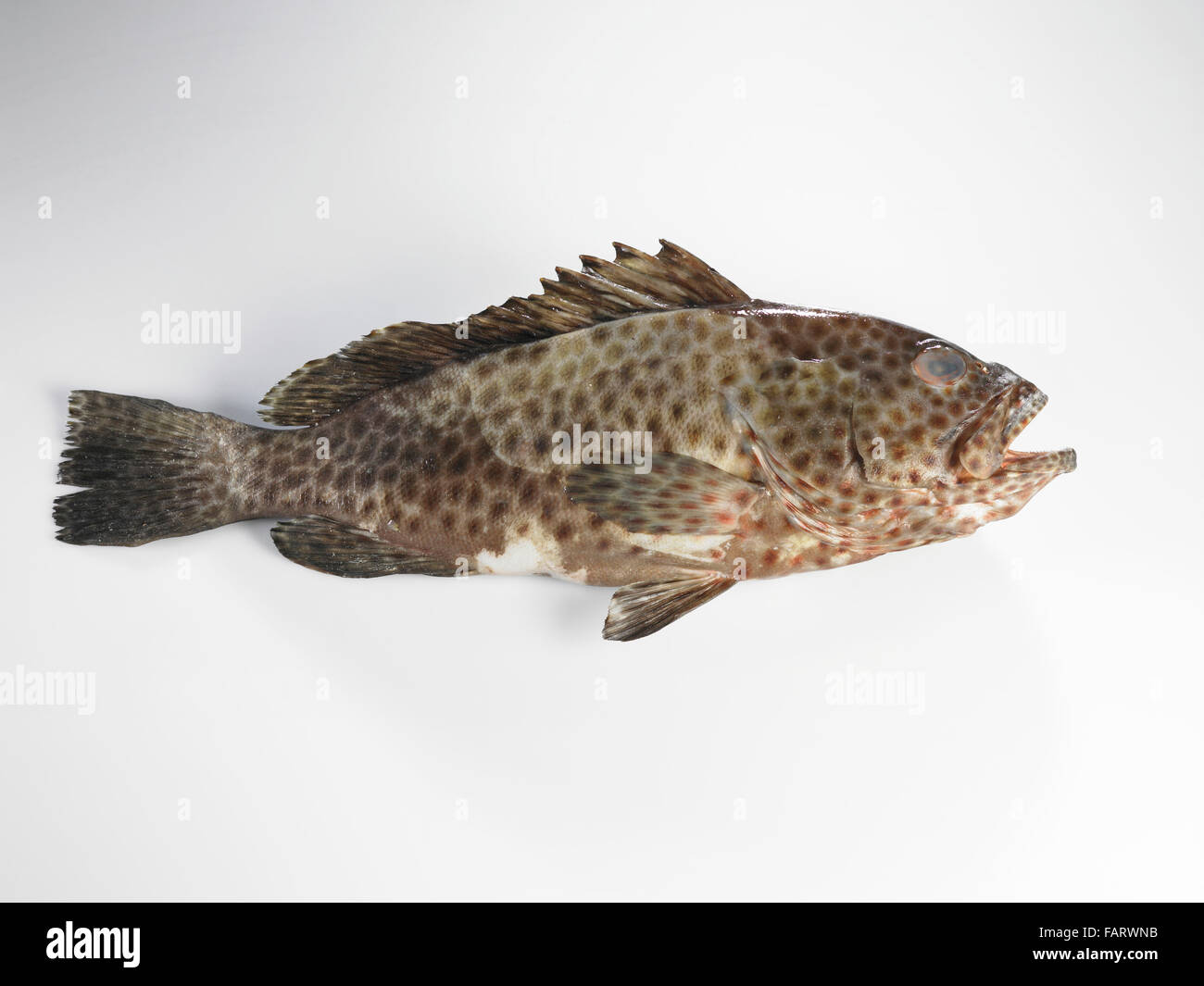 Studio shot of side view fish Stock Photo - Alamy