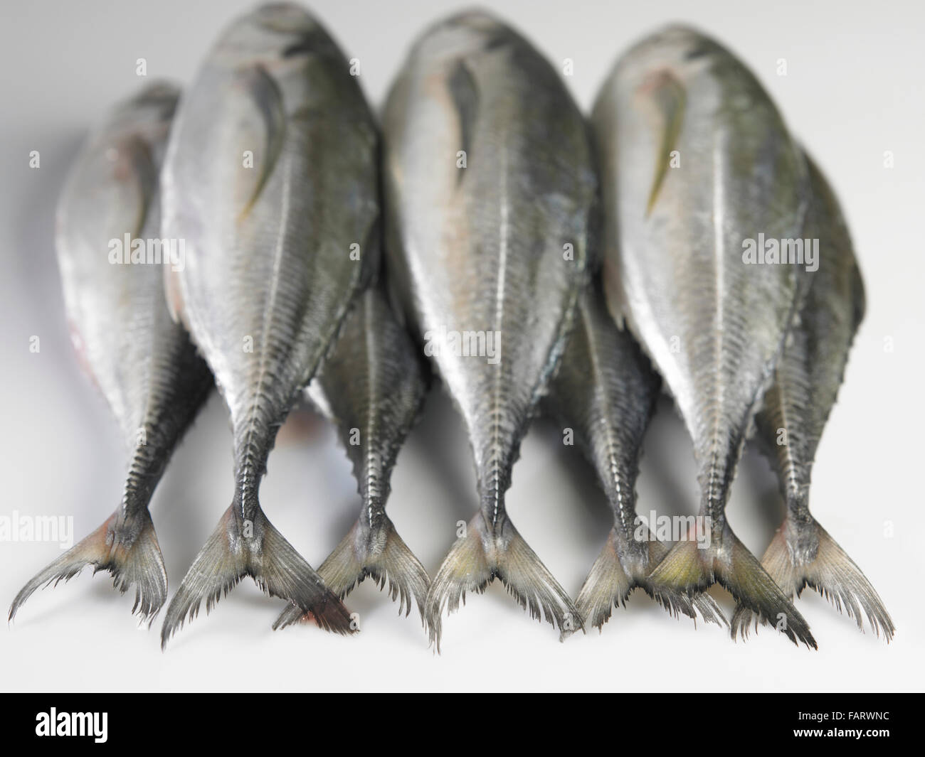 Marine fish collection isolated on plain background Stock Photo - Alamy
