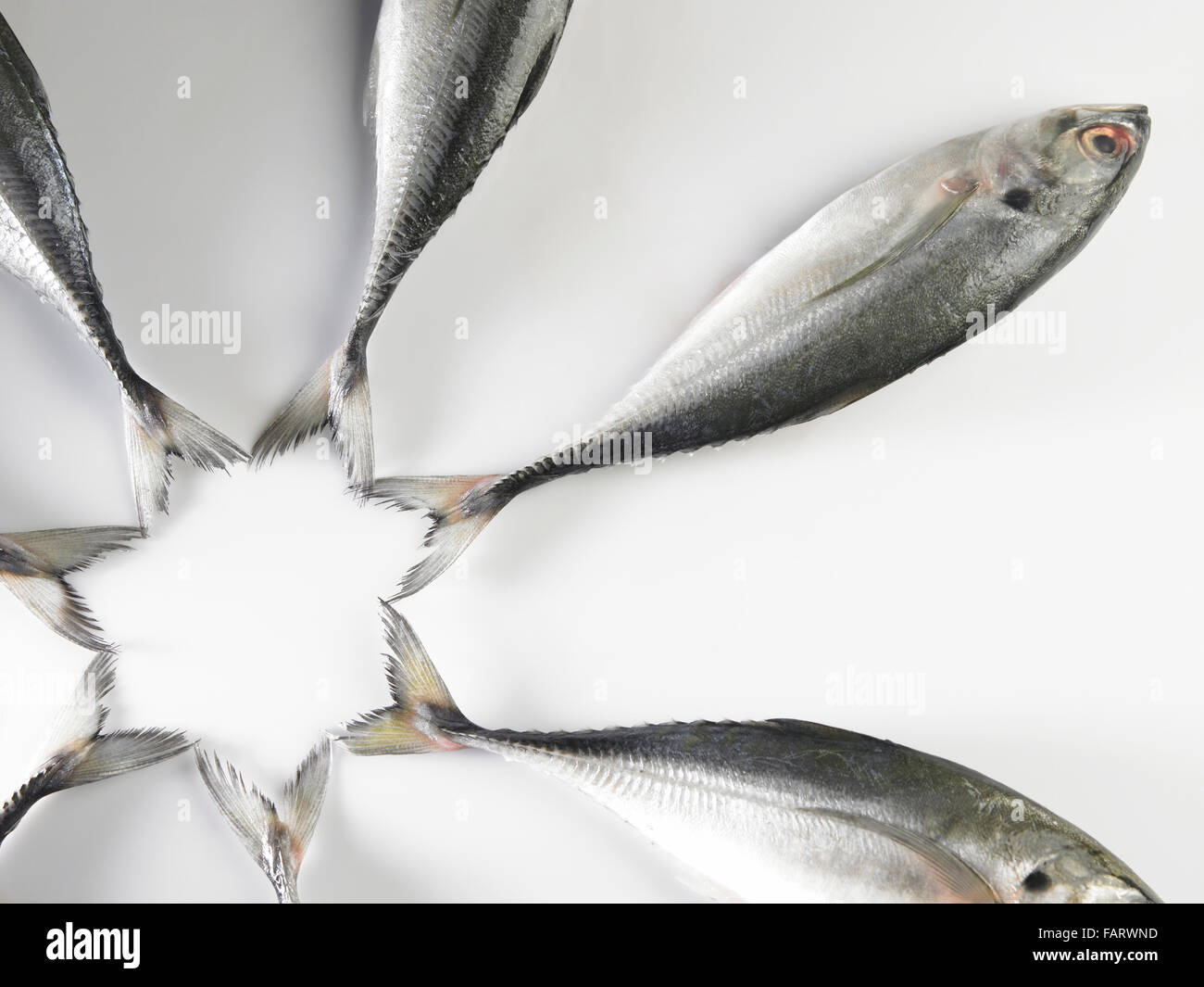 tail part of seven bonito fish on plain background Stock Photo - Alamy