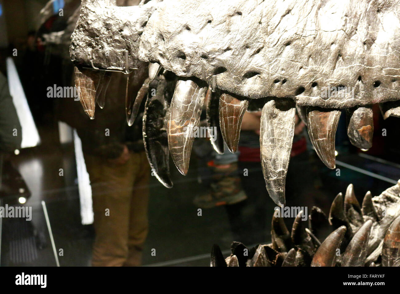 der Kopf des Tyrannus Saurus Rex "Tristan Otto", Naturhistorisches ...