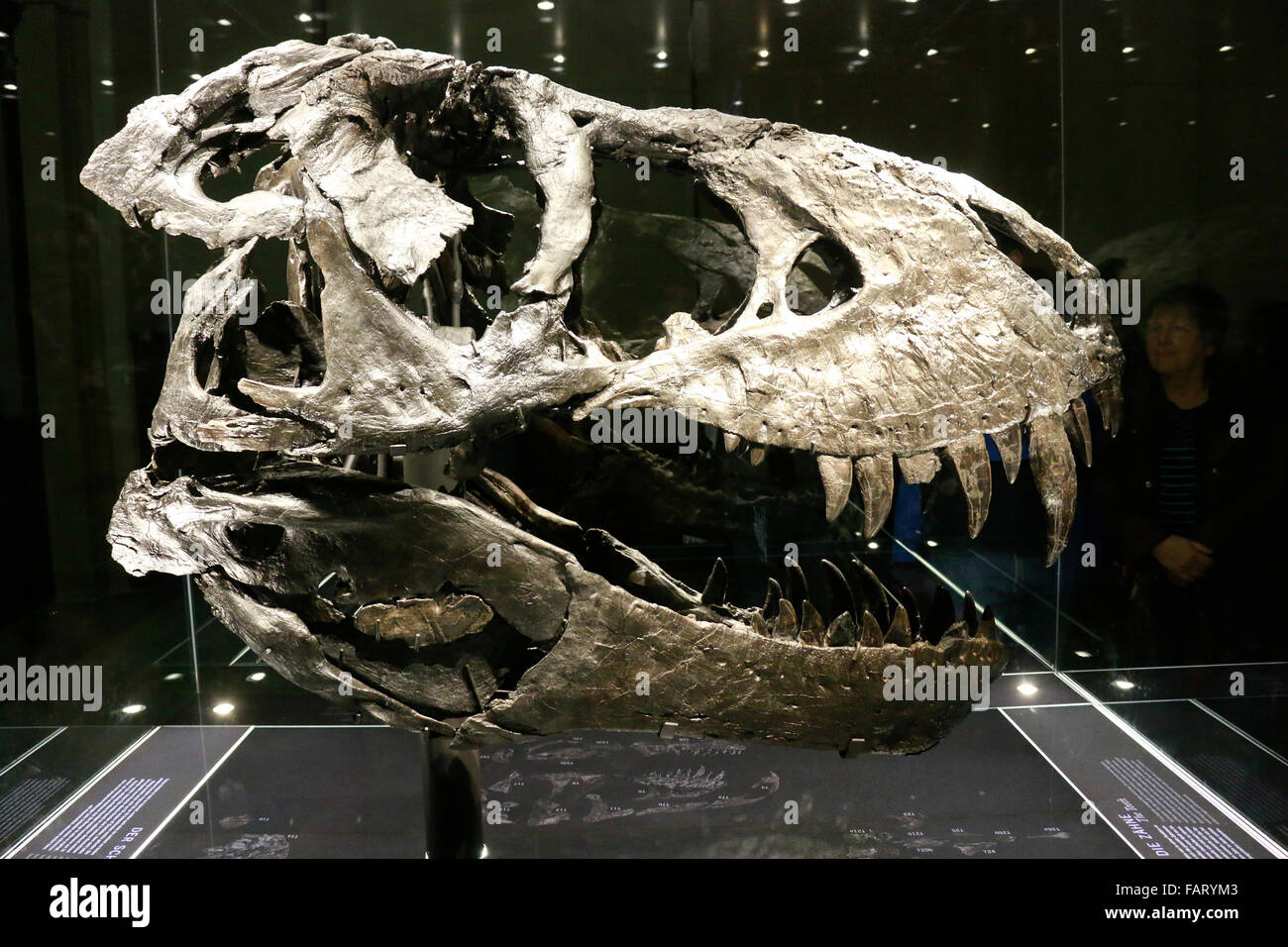 der Kopf des Tyrannus Saurus Rex "Tristan Otto", Naturhistorisches ...