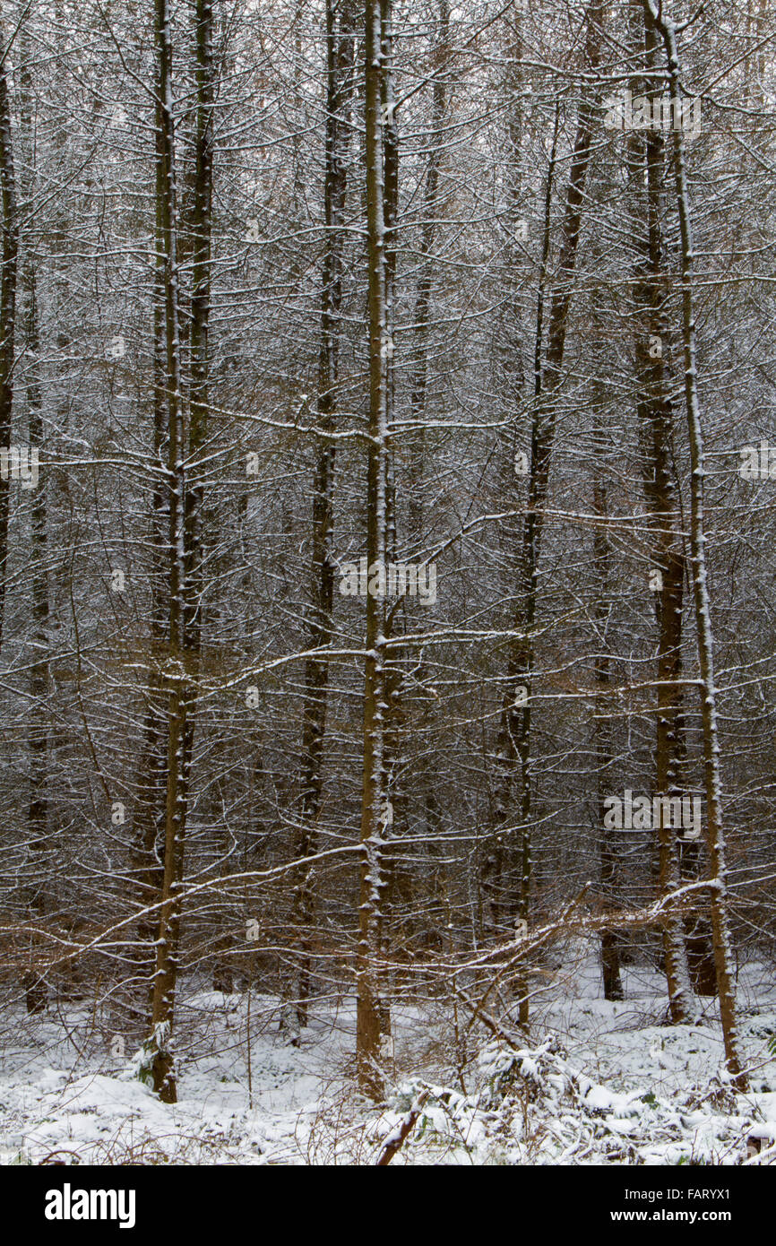 A dense forest of young Larch trees in winter Stock Photo - Alamy