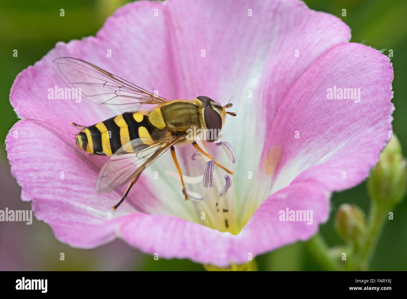 Hoverfly feeding on field bindweed Stock Photo - Alamy