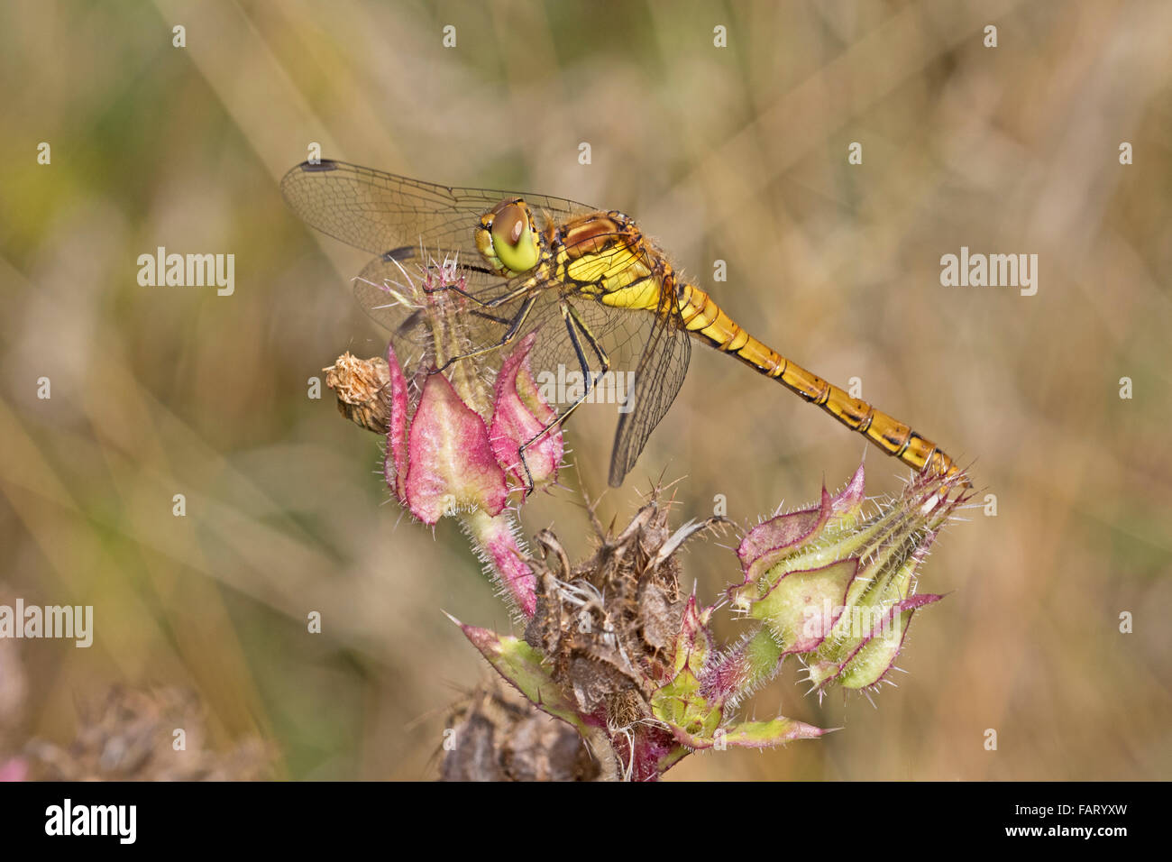 Female Common Darter (Sympetrum striolatum Stock Photo - Alamy
