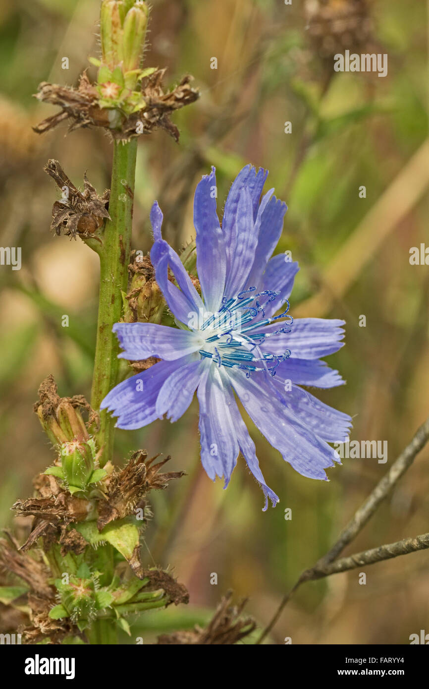 Chicory (Cichorium intybus Stock Photo - Alamy