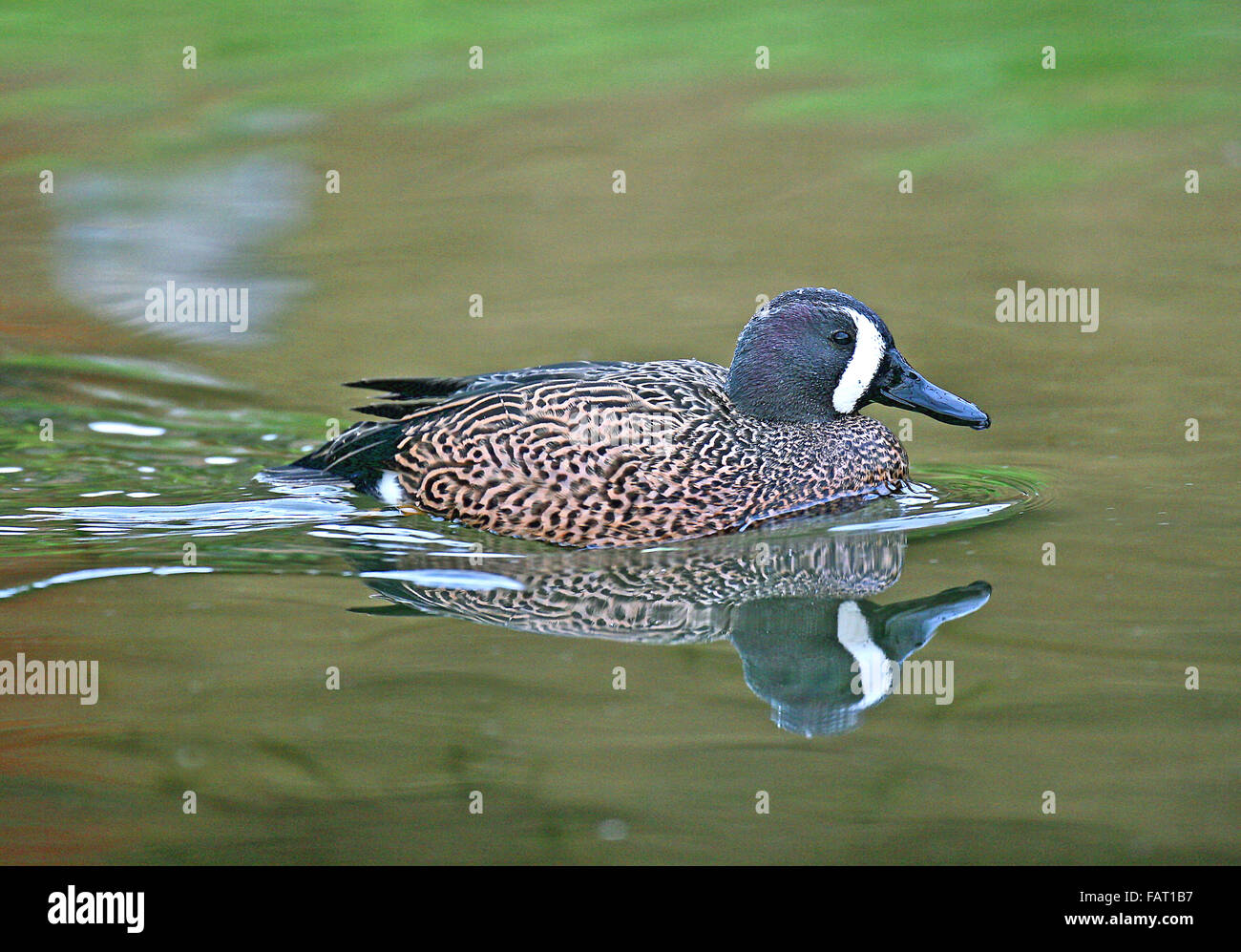 drake swimming. Native USA. Captive. Arundel UK Stock Photo - Alamy