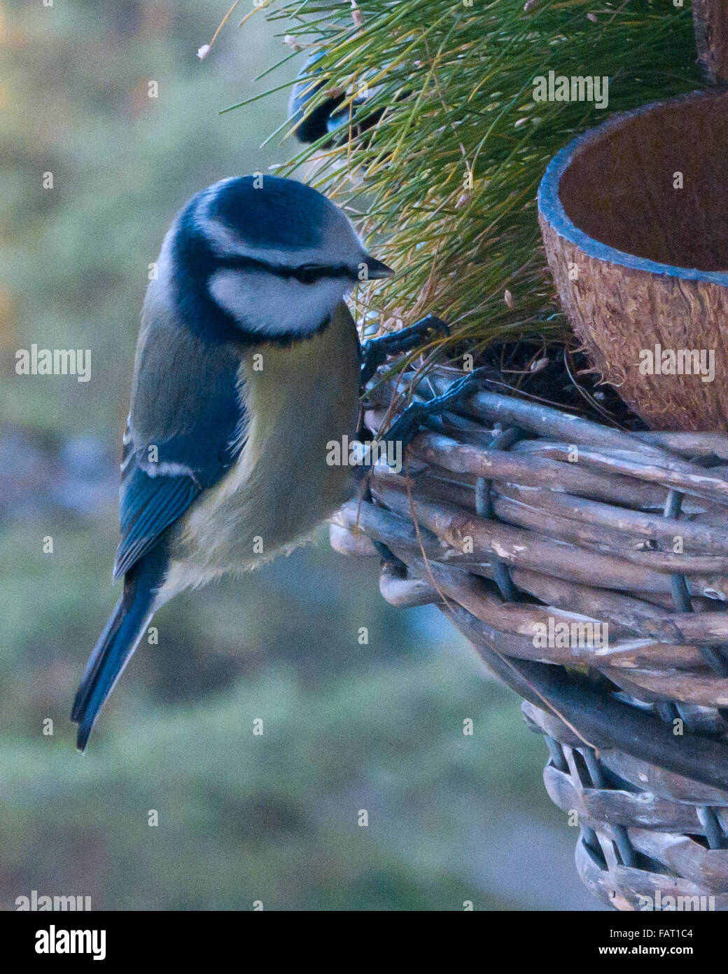 Blue titmouse hi-res stock photography and images - Alamy