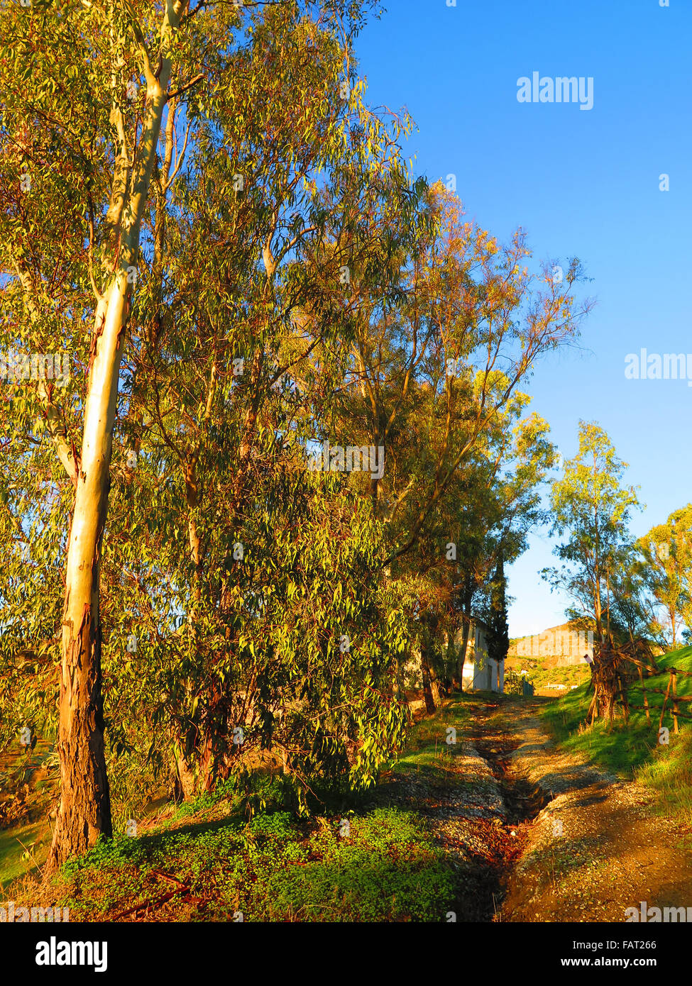 Eucalyptus tree in early morning sunshine in Alora Countryside ...