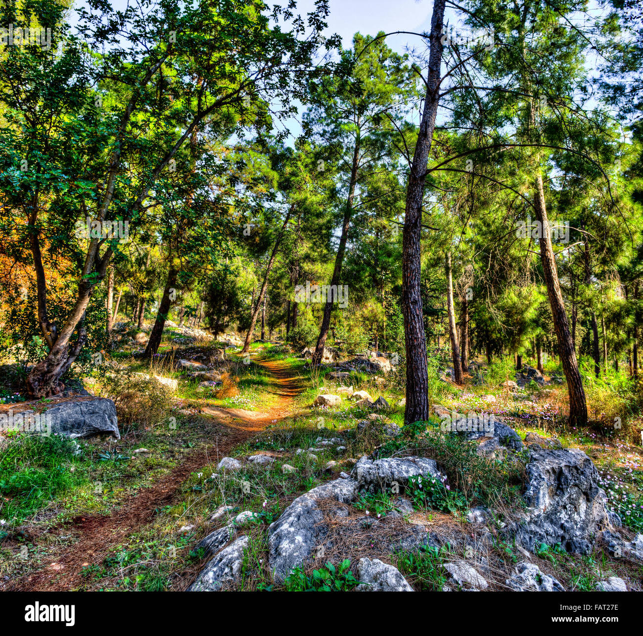 Heat in autum forest hi-res stock photography and images - Alamy