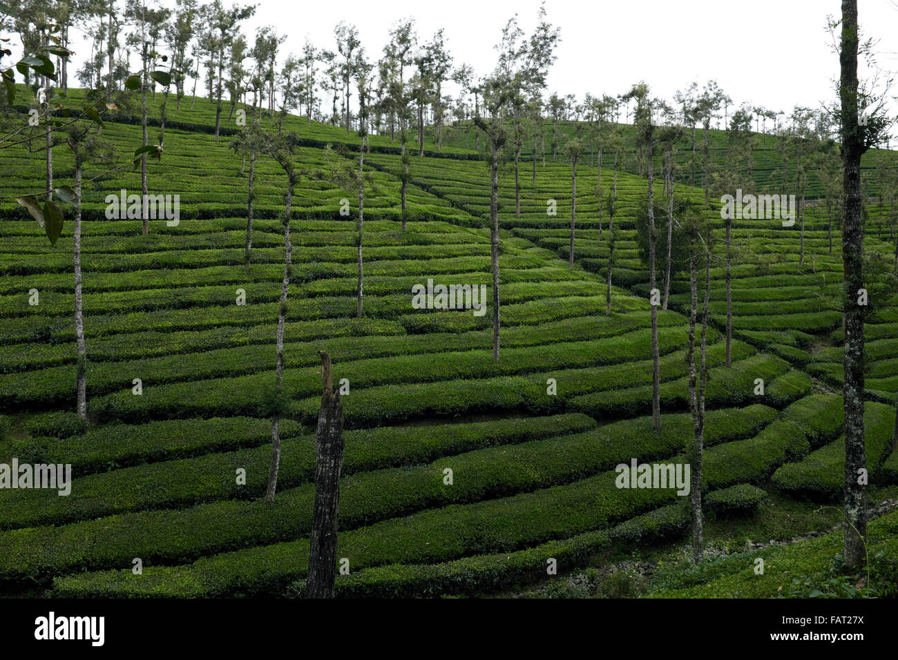 Tea plantation at Pattumala, Kerala, India Stock Photo - Alamy