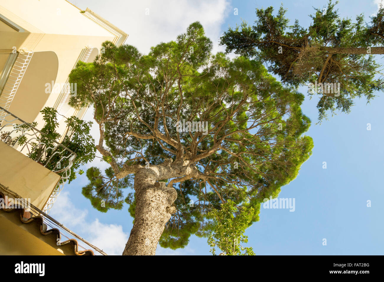 Trees and building villa on the coast of Capri Island Stock Photo - Alamy