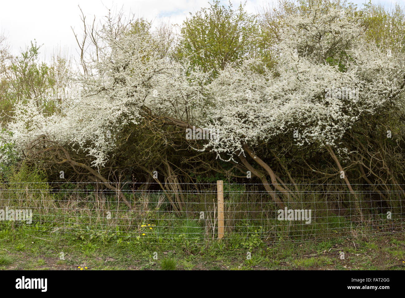 Thorndon hi-res stock photography and images - Alamy
