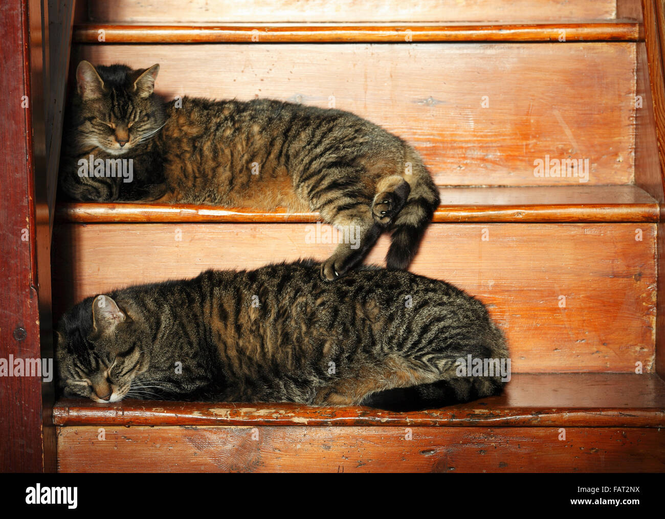 Two tabby cats asleep on a wooden staircase Stock Photo - Alamy