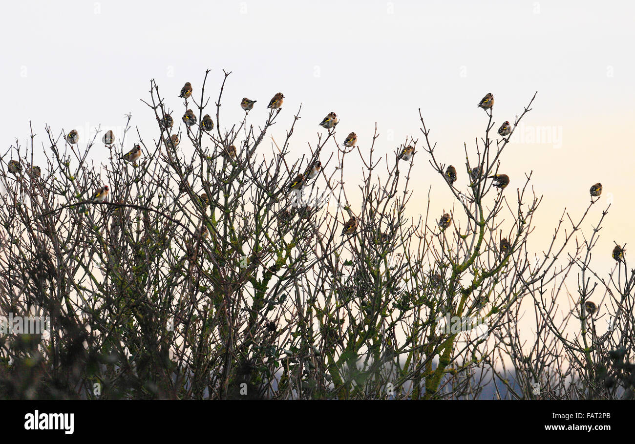 Goldfinches birds wildlife hi-res stock photography and images - Alamy