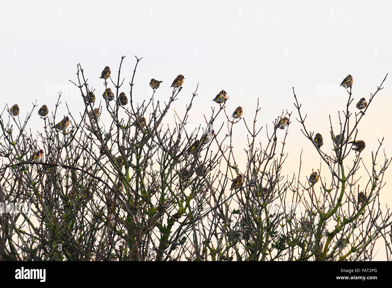 Goldfinches hi-res stock photography and images - Alamy