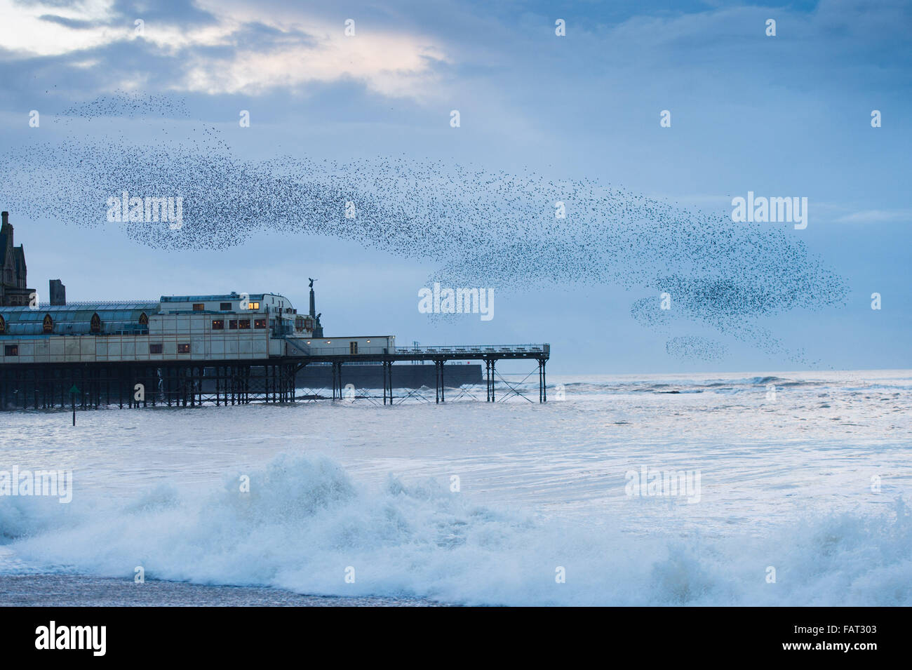 Aberystwyth, Wales, UK. 4th January, 2015. UK Weather: A huge flock of ...