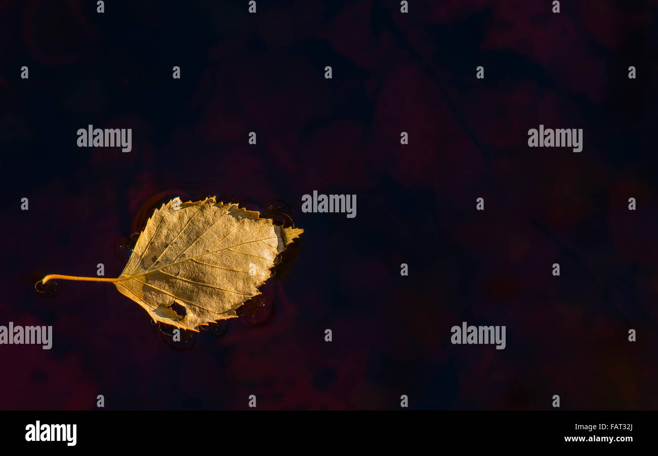 Single dead birch leaf floating in water Stock Photo - Alamy