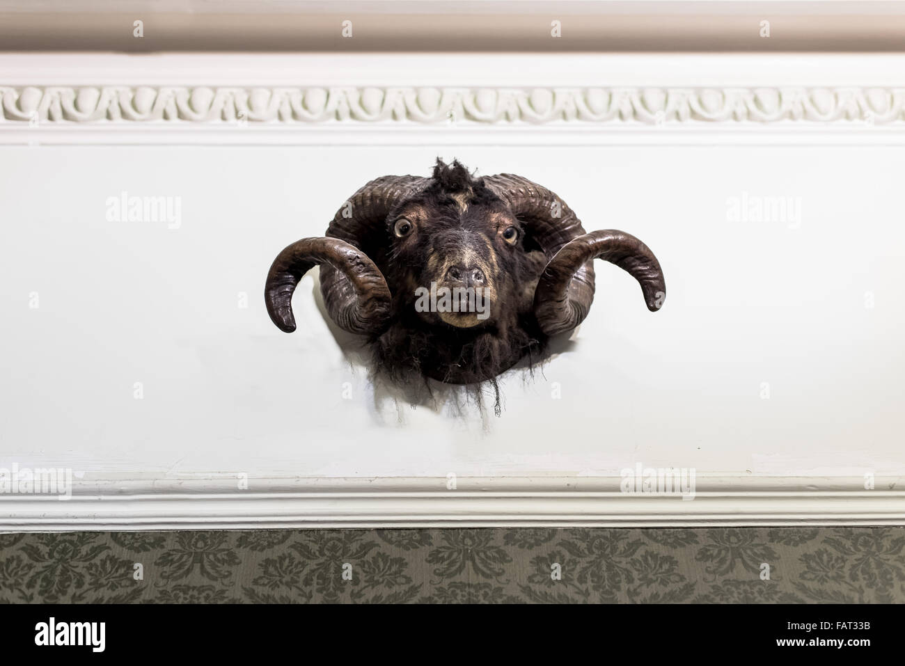 An antique mounted ram's head on the wall of an old mansion Stock Photo ...