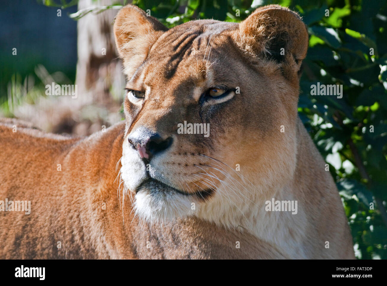 Female lion hi-res stock photography and images - Alamy