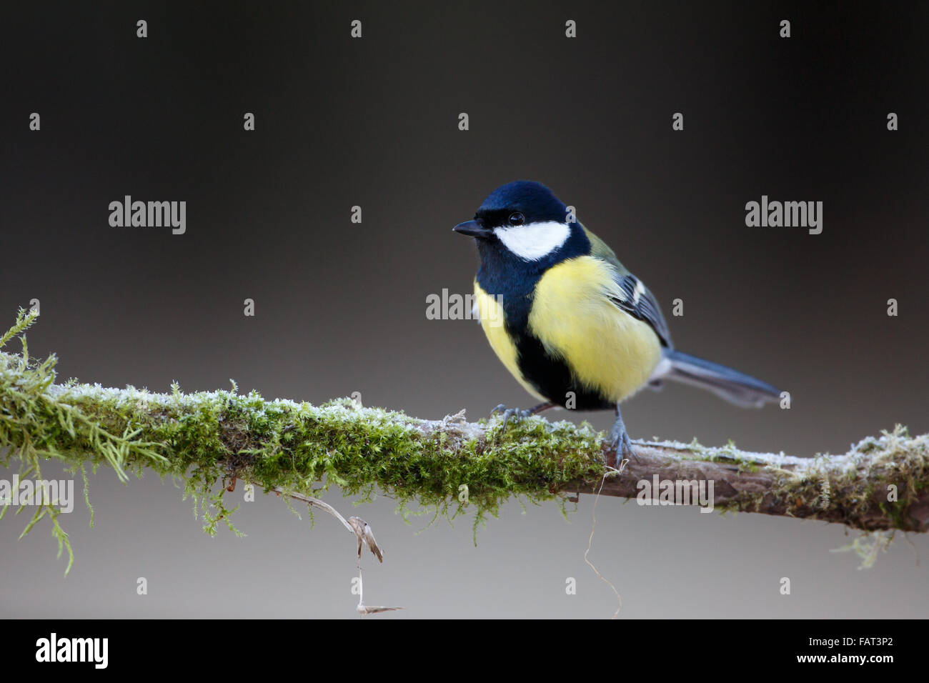 Great tit (Parus major Stock Photo - Alamy