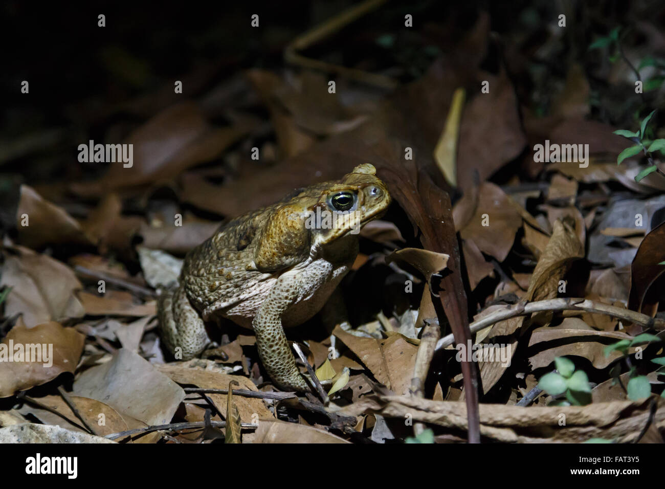 Photograph of a cane toad in the night in Queensland, Australia Stock ...