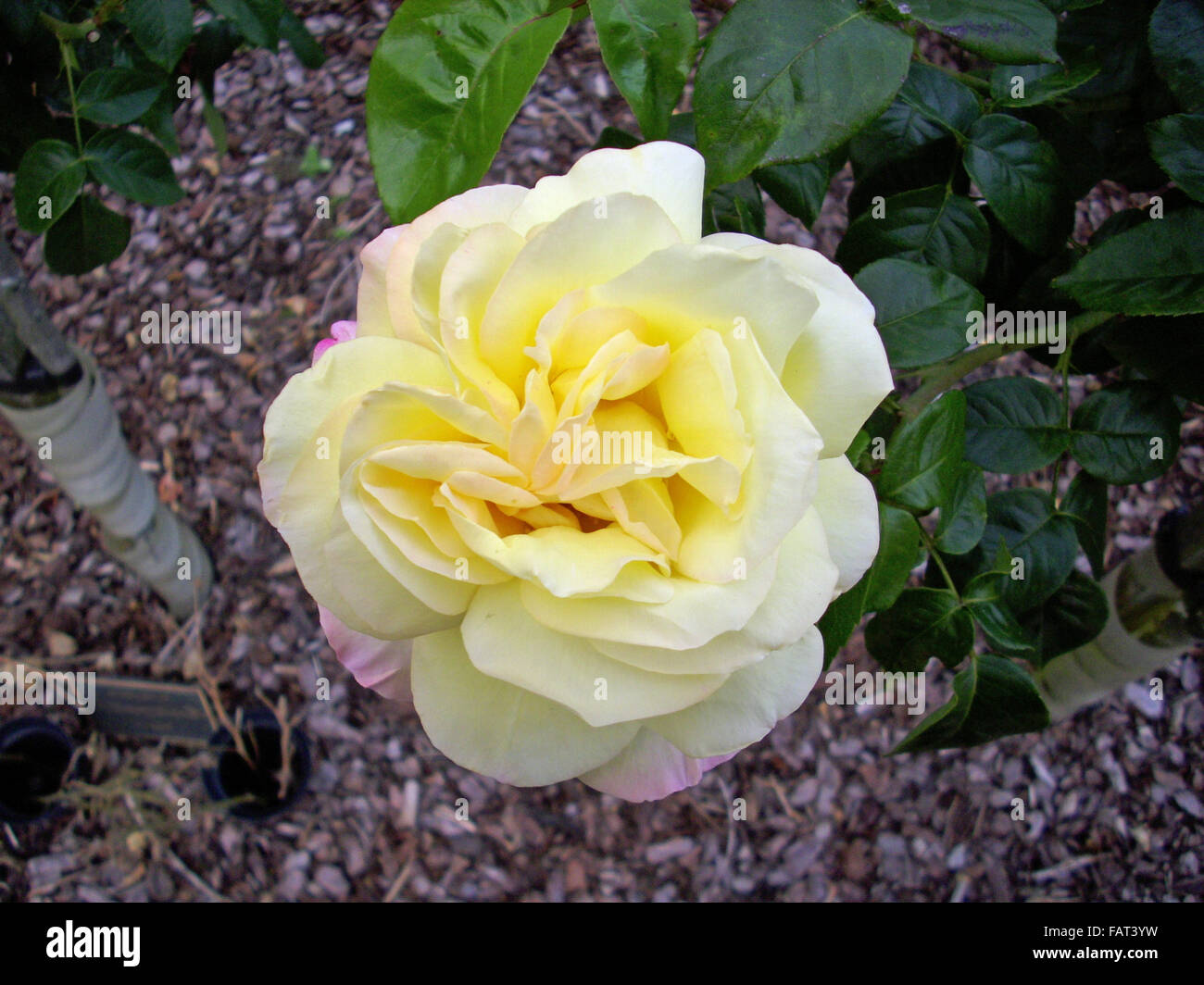 Yellow standard rose flower Stock Photo - Alamy