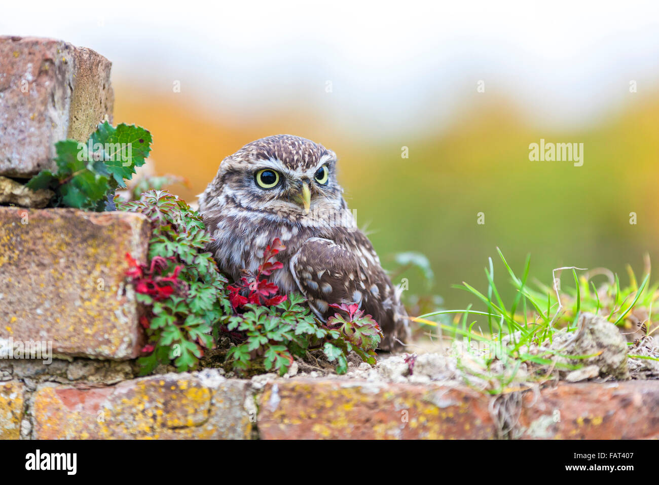 A Little Owl sitting on a wall Stock Photo - Alamy