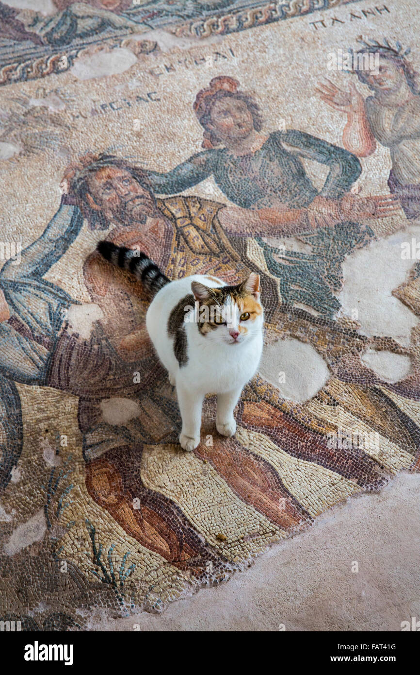 Cyprus, Kato Pafos, Pafos archaeological site. Roman floor mosaics. Cat ...