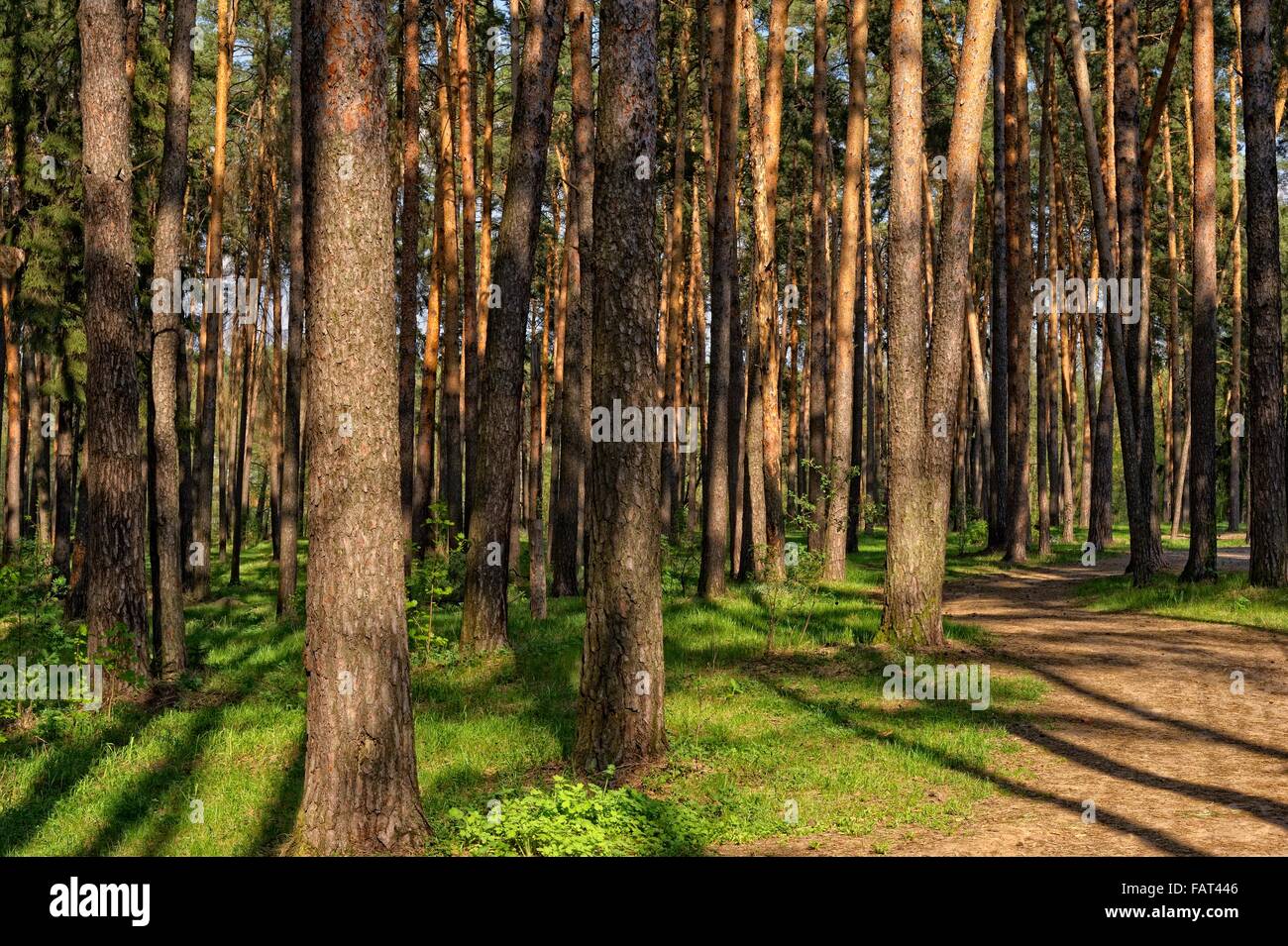 Pine tree pathway hi-res stock photography and images - Alamy