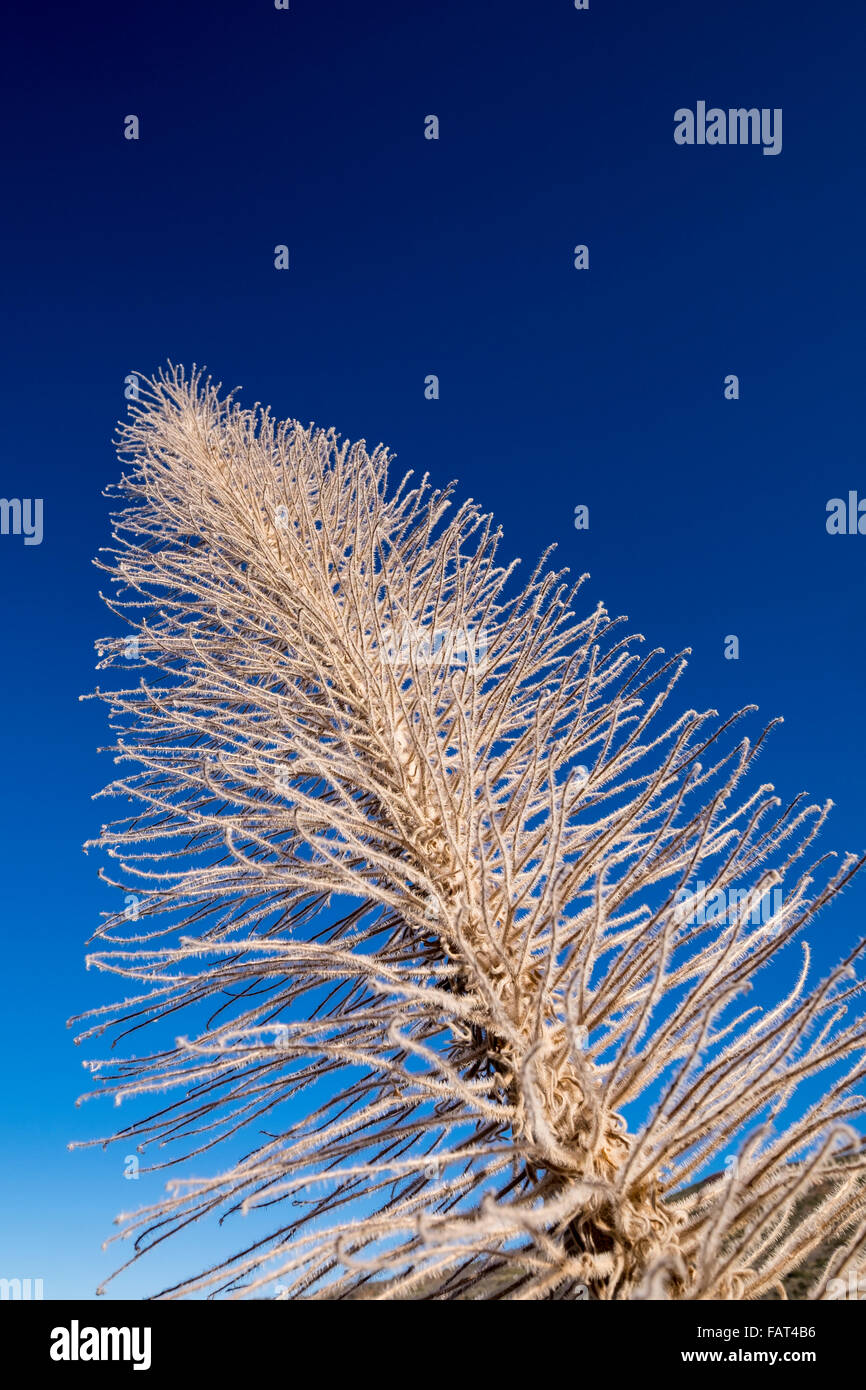 Tajinaste rojo skeleton against a deep blue sky, Tenerife, Canary ...