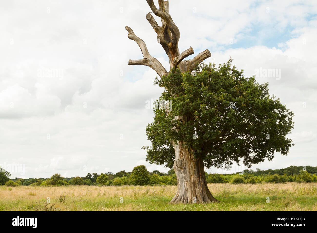 Tree essex uk nature odd hi-res stock photography and images - Alamy
