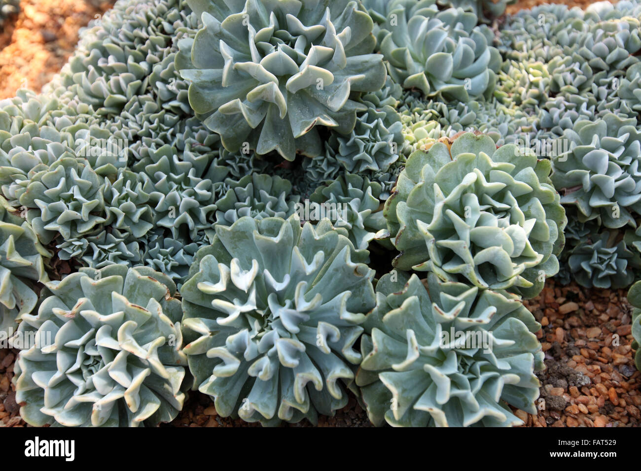 Plant grey hi-res stock photography and images - Alamy