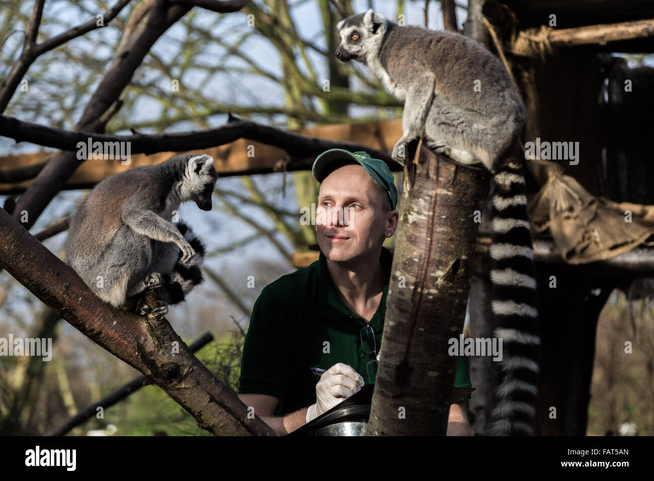 London, UK. 4th Jan, 2016. Keeper Marcel McKinley with Ring-Tailed ...